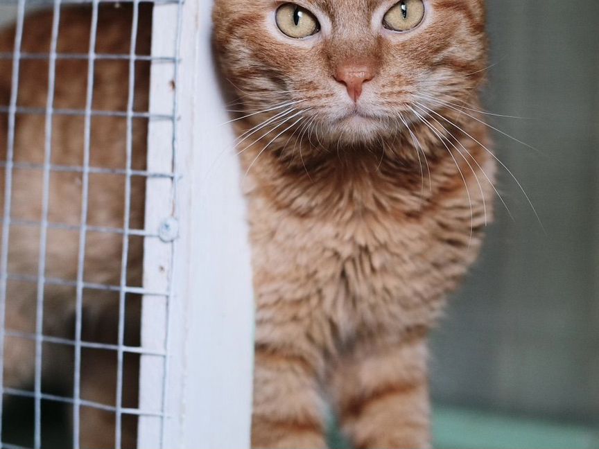 Рыжий кот в дар бесплатно