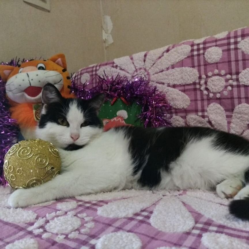 Кошки в добрые руки