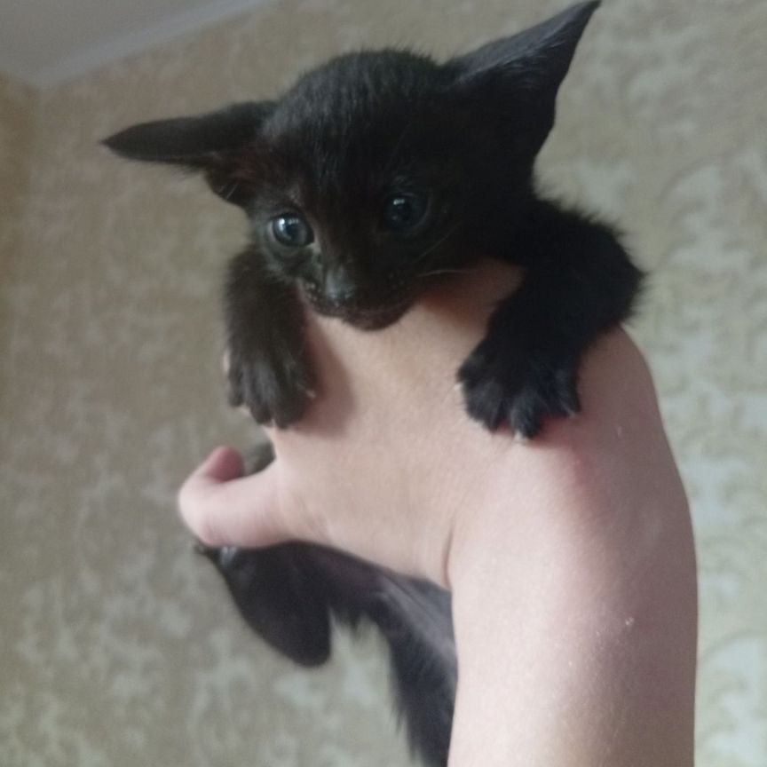 Ориентальный котёнок