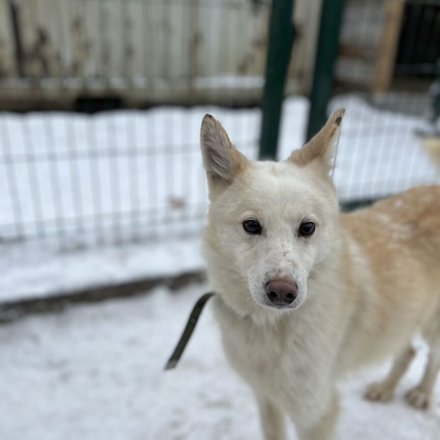 Отдам в добрые руки