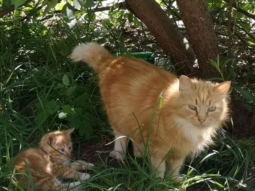 Котята