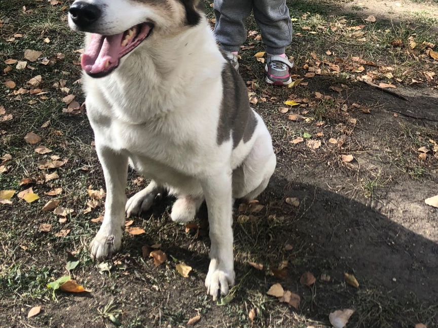 Собака в добрые руки