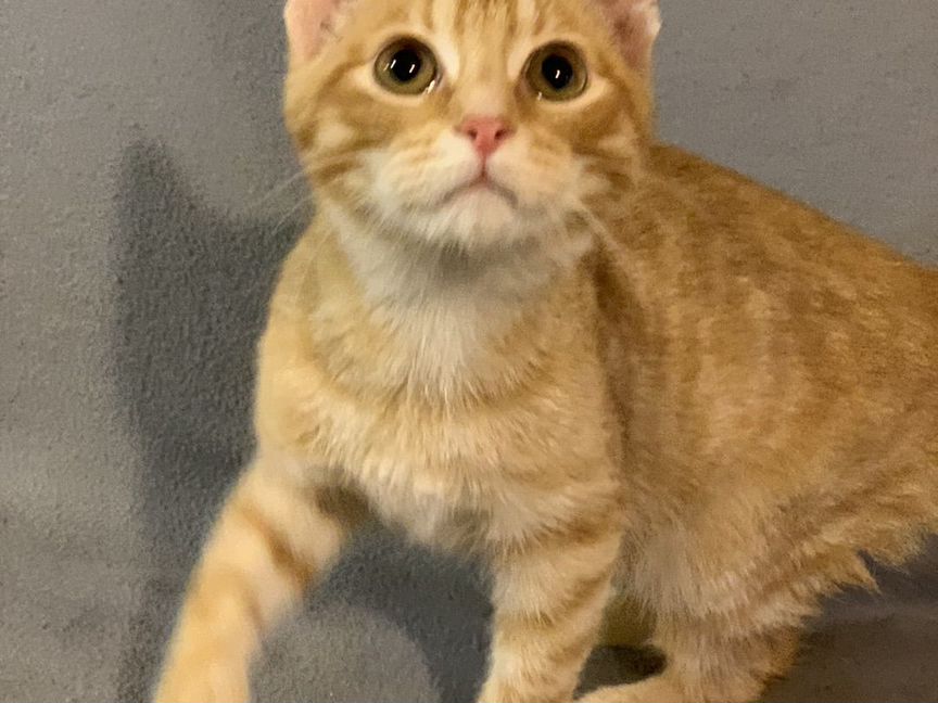 Рыжий котик 3 мес