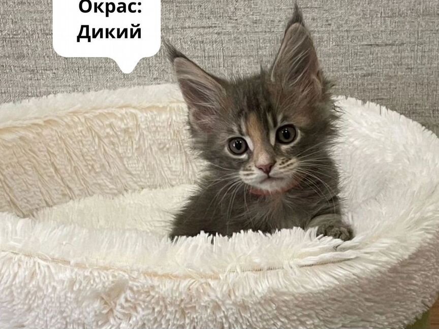 Кошки мейн-кун