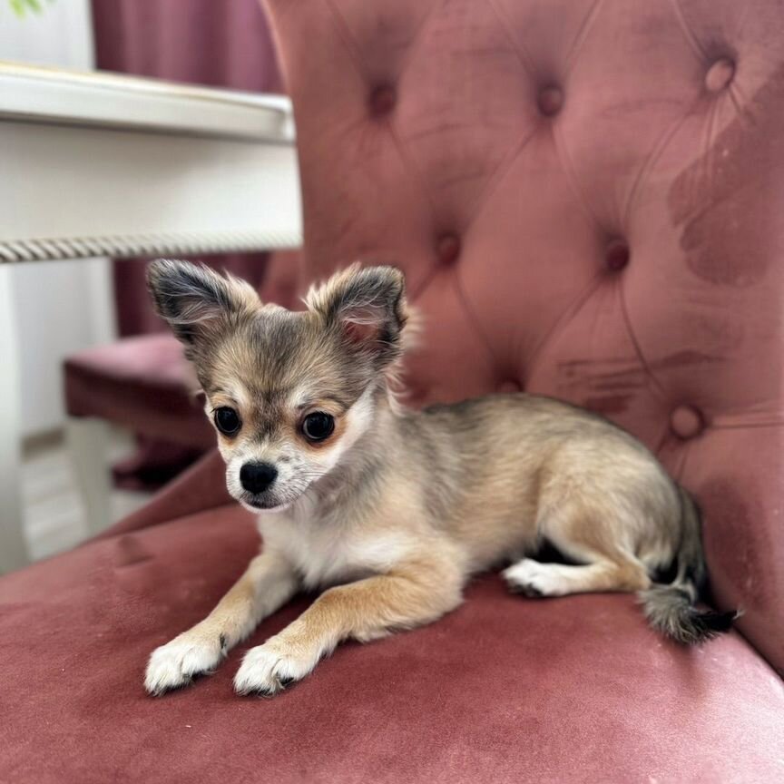 Чихуахуа 4 месяца