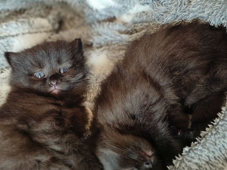 Котята в добрые руки бесплатно