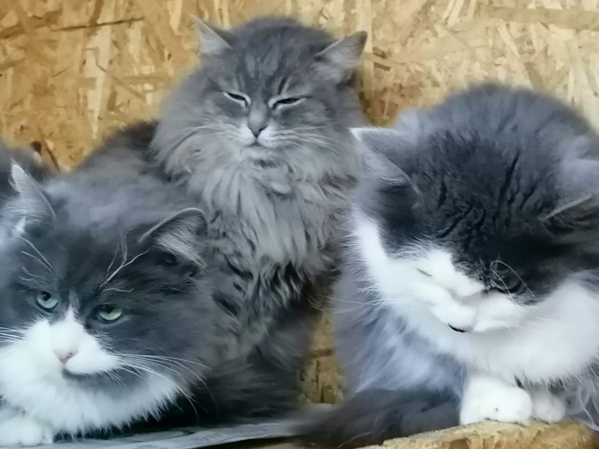 Кошки в добрые руки бесплатно
