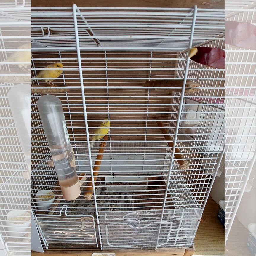 Кенара и канарейки