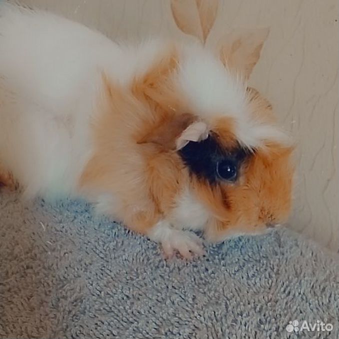 Продам морская свинка 4месяца мальчик