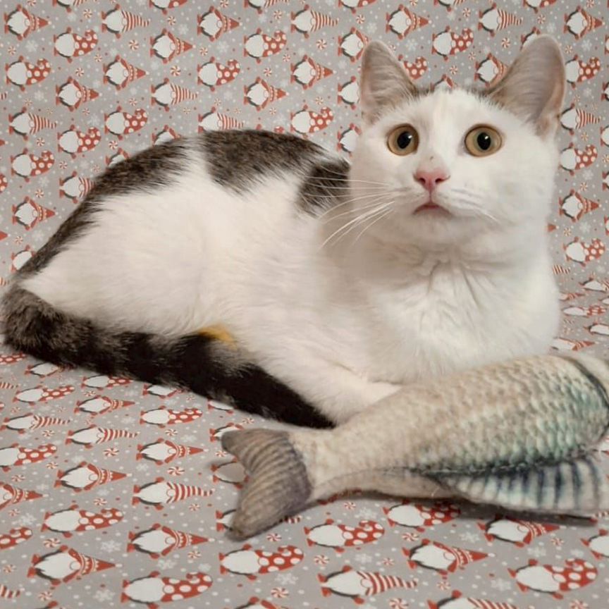 Кошечка в поисках дома