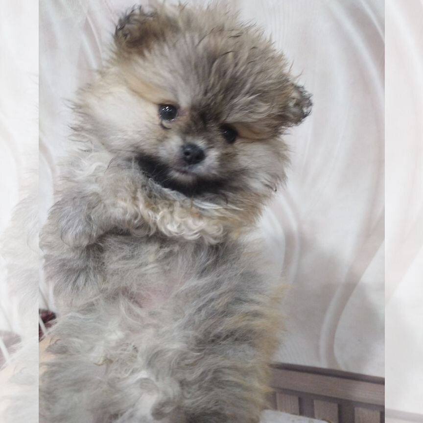 Немецкий шпиц, щенок