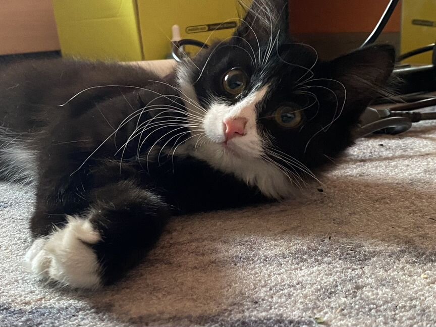 Отдам котенка