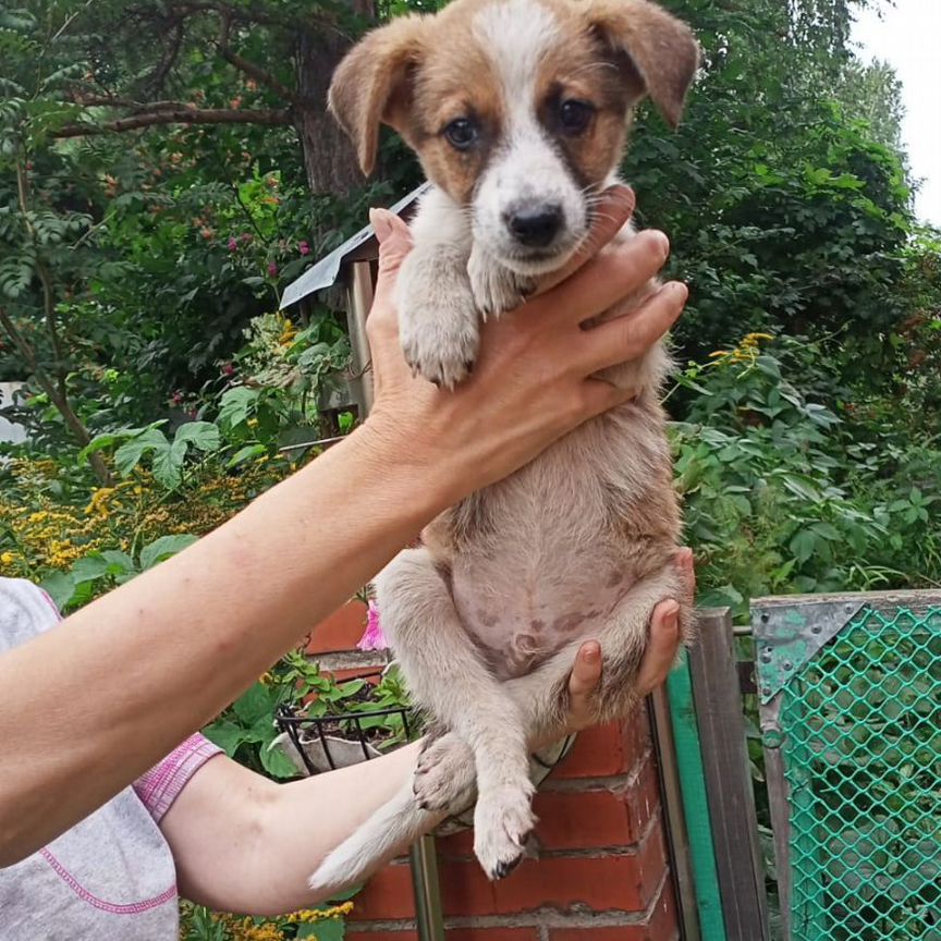 Щенки,вырастут небольшими. Бесплатно