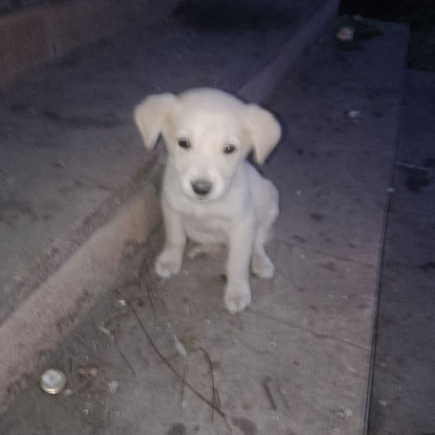 Щенки 1 месяц мальчики и девочки