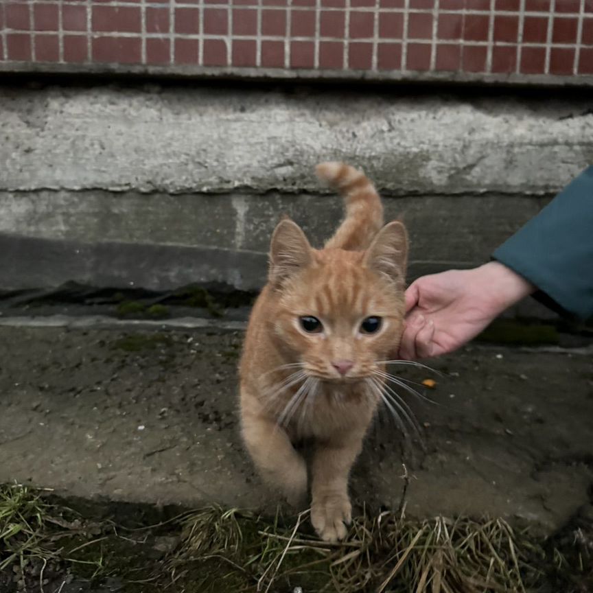 Котик