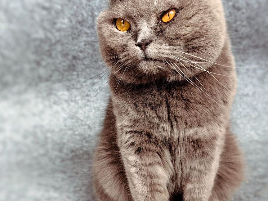 Кошка Дашенька В добрые руки