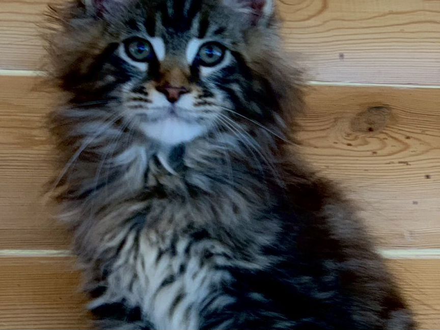 Котик мейн кун полидакт с документами