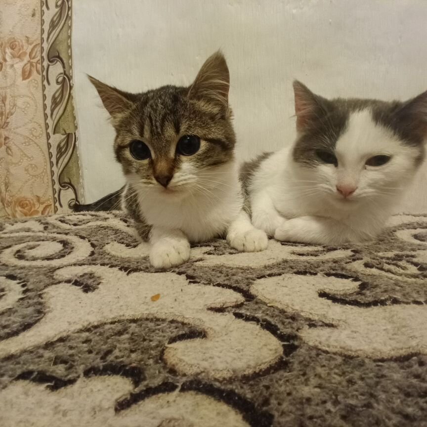 Котята в добрые руки бесплатно