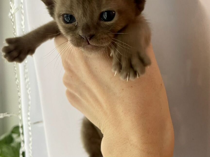 Бурманские котята бронь