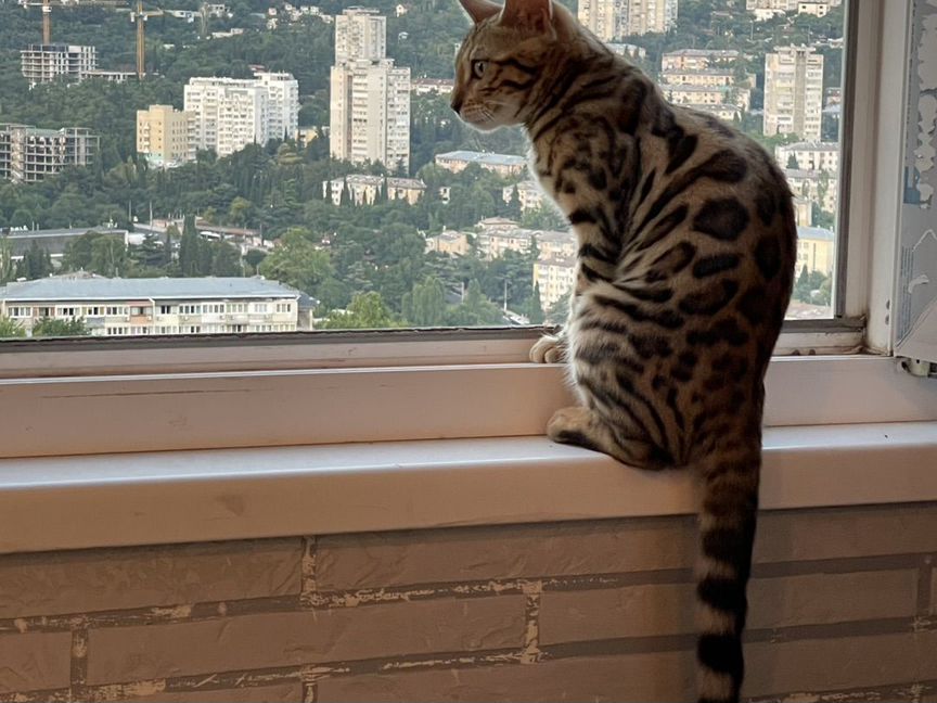 Бенгальская кошка