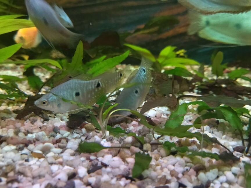 Пятнистый гурами