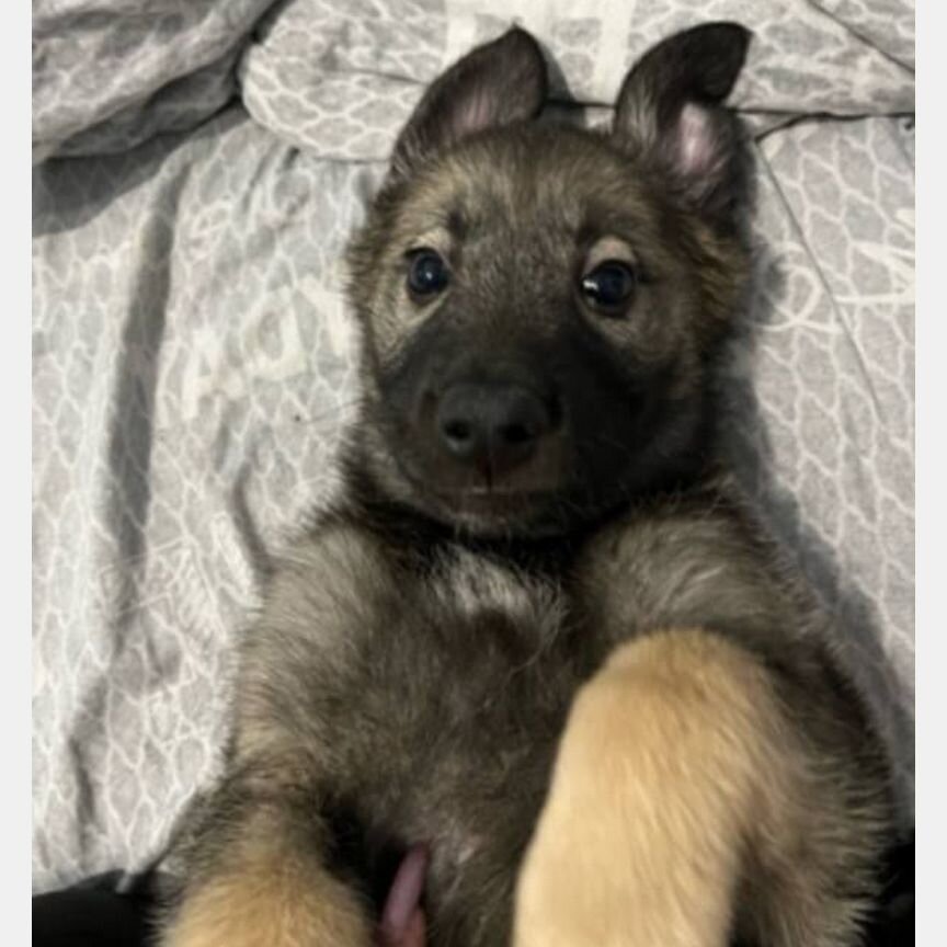 Щенок в добрые руки