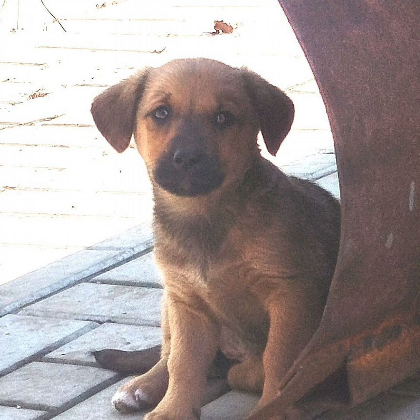 Девочки комнатный вариант