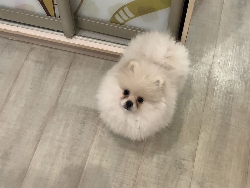 Белоснежный шпиц (девочка)