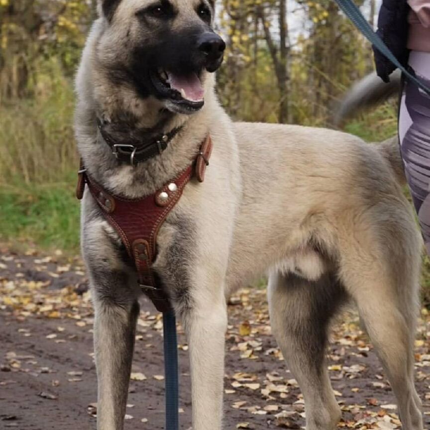 Бельгийская овчарка в добрые руки