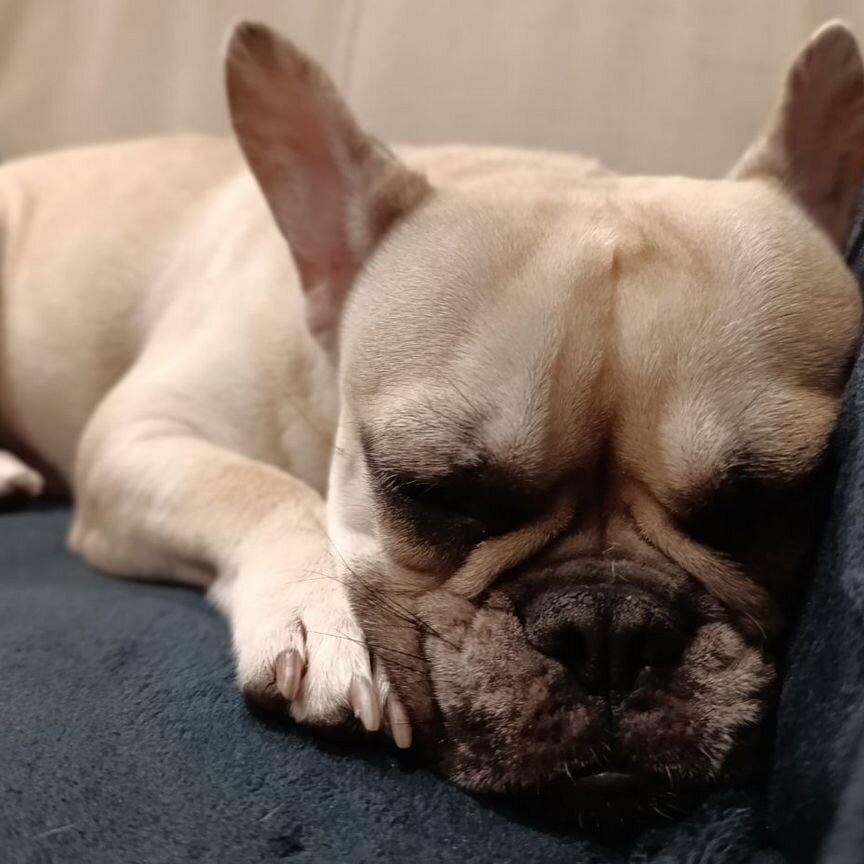 Французский бульдог, взрослая собака