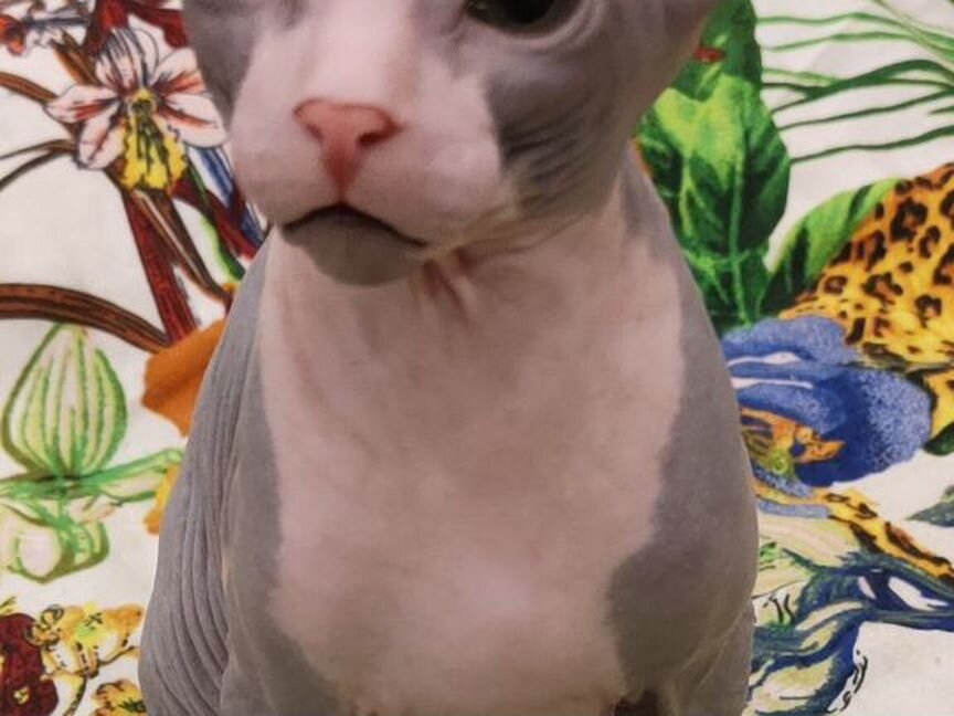 Донской сфинкс котенок