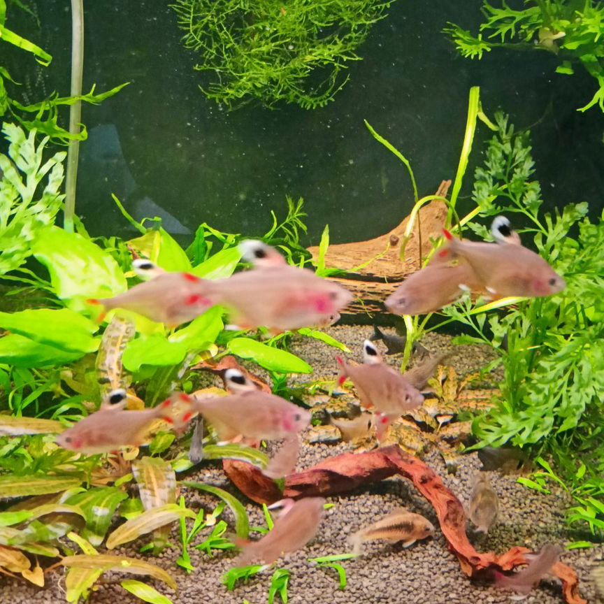 Орнатус белоплавничный