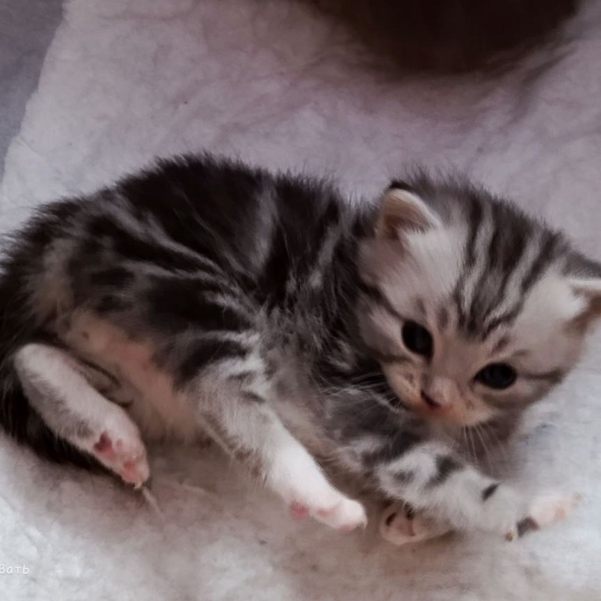 Британские котята