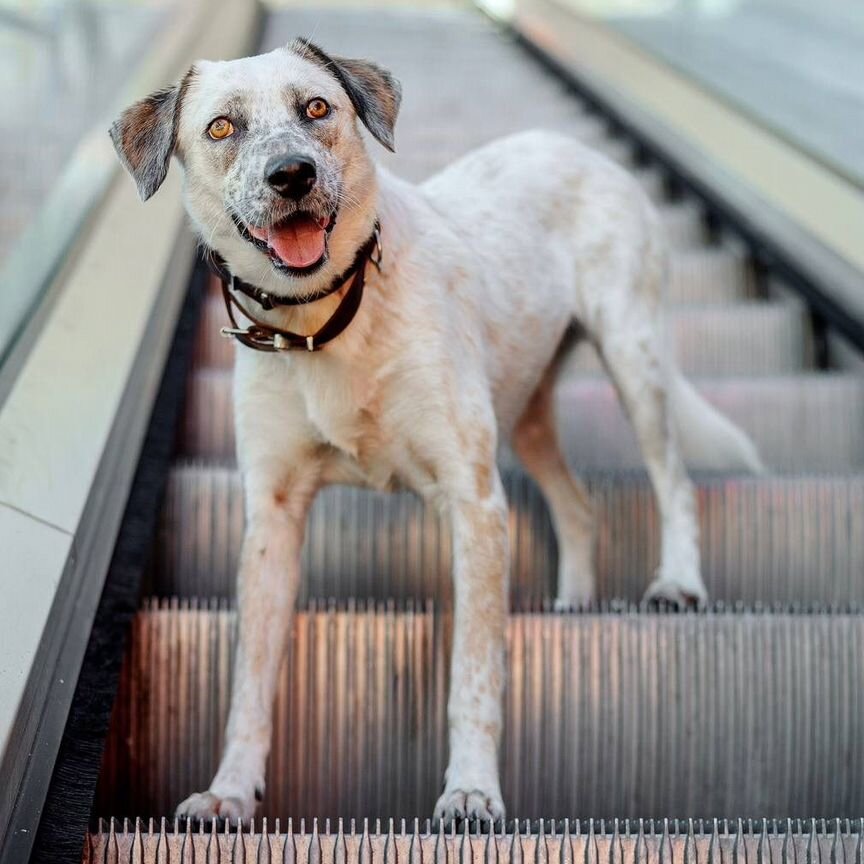 Ассоль нежная семейная собака в добрые руки в дар