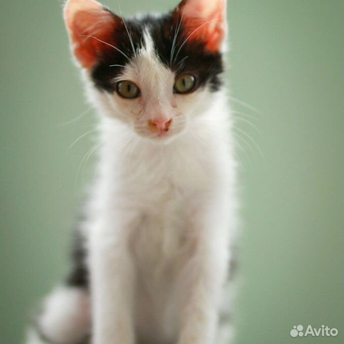 Котенок мальчик черно-белый Тёмка