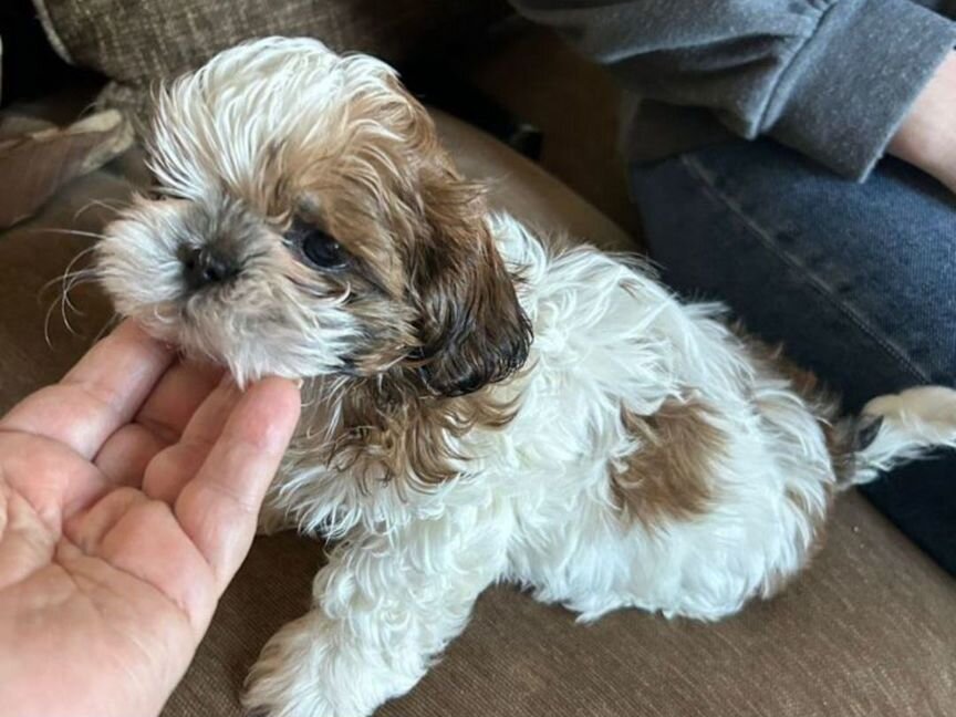 Щенки ши-тцу