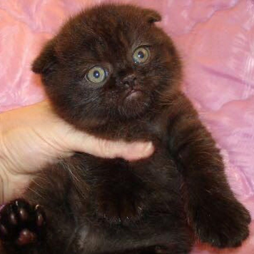 Шотландский вислоухий короткошёрстный котёнок