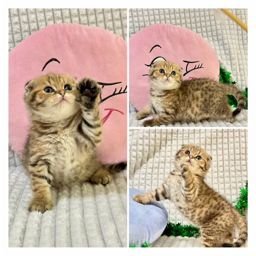 Шотландские котята вислоухие и прямоухие