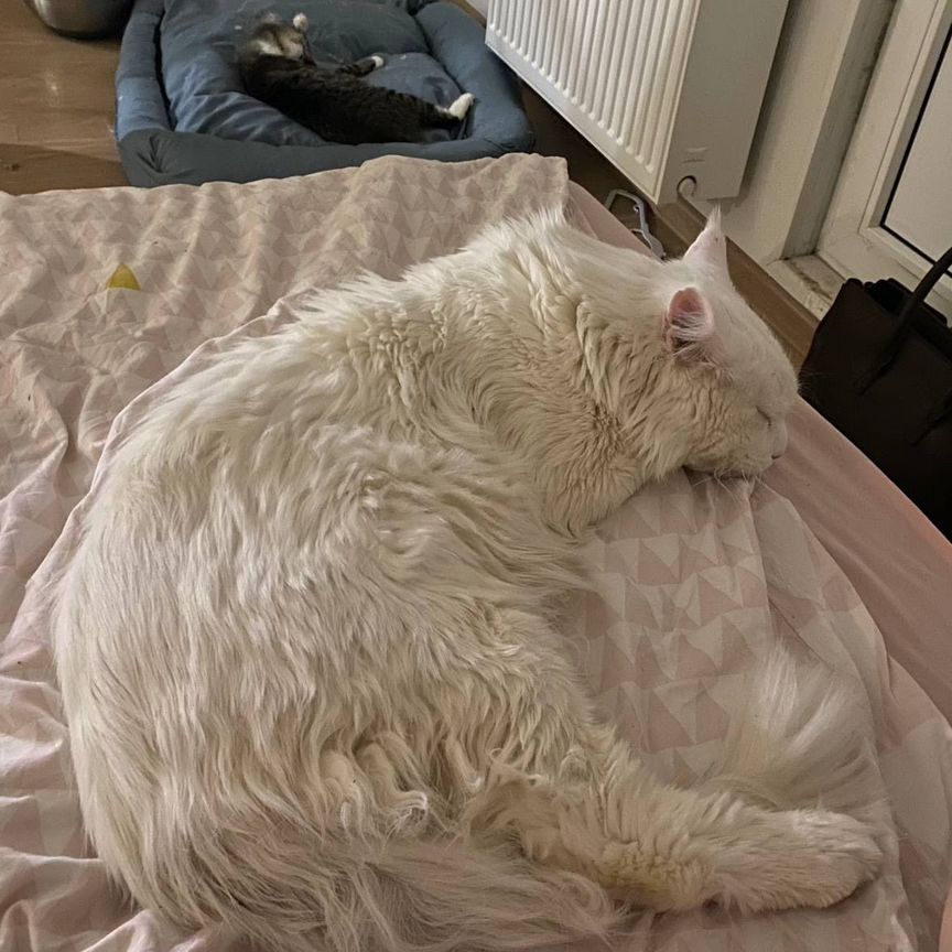 Мейн-кун, взрослый кот