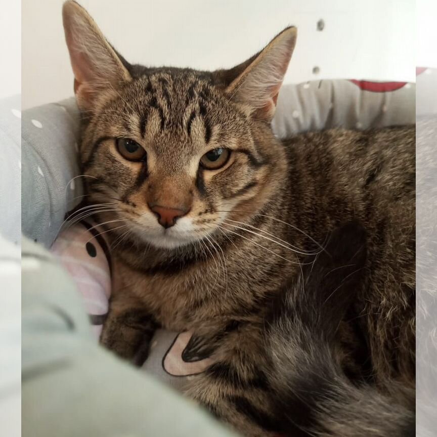 Коты в добрые руки