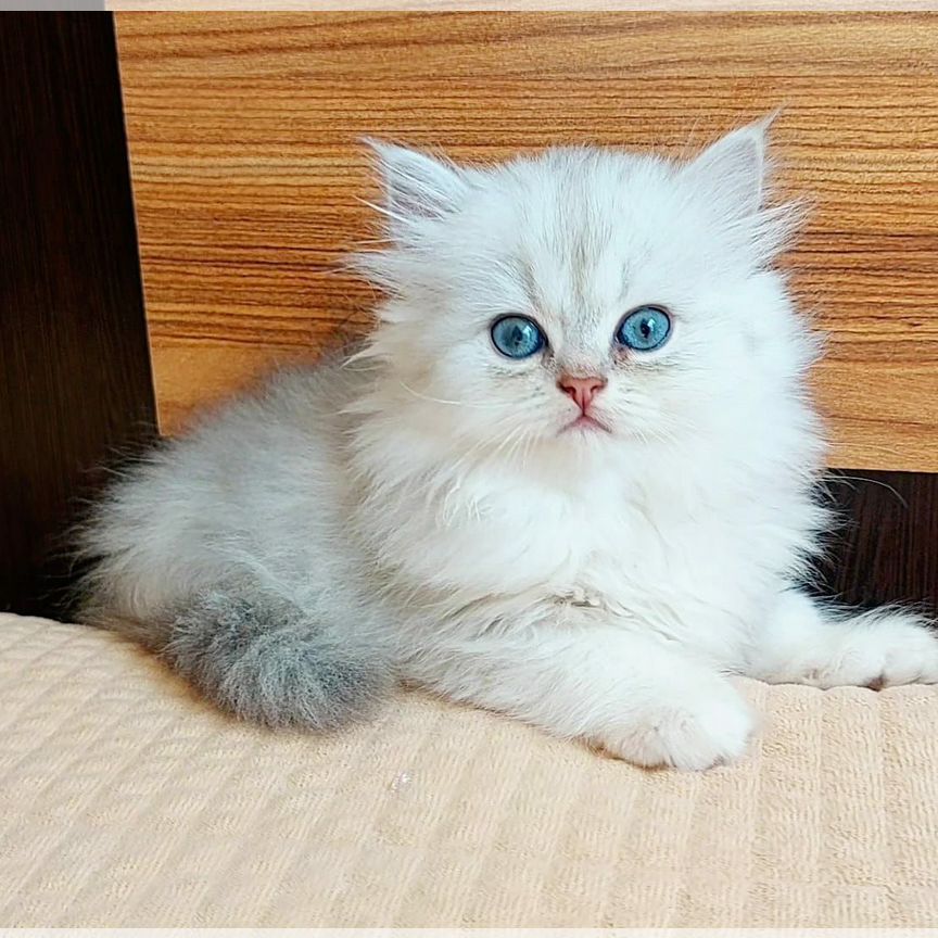Кошки шиншиллы британская