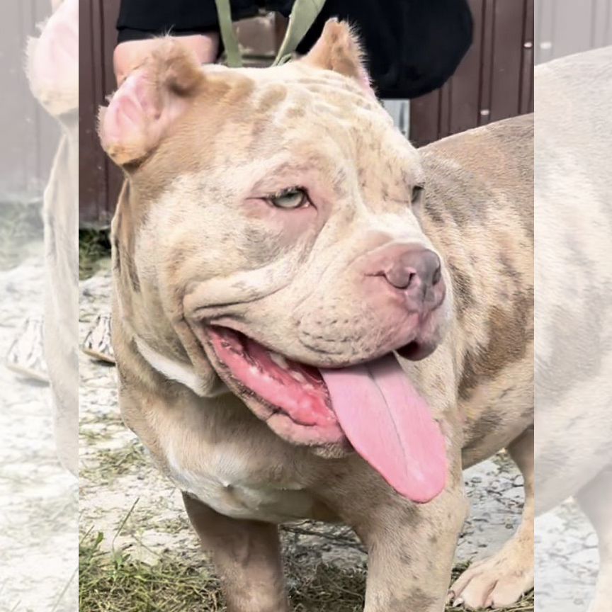 Американский булли