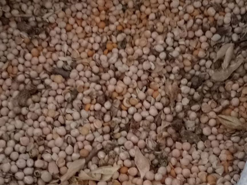 Горох колотый