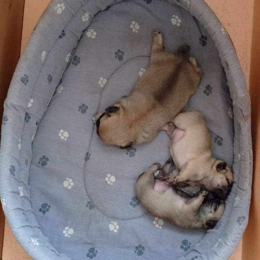 Продаются мопсята