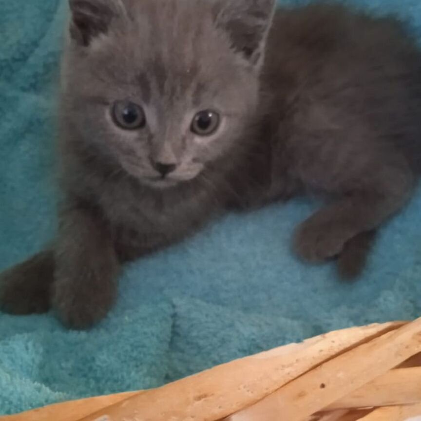 Котята