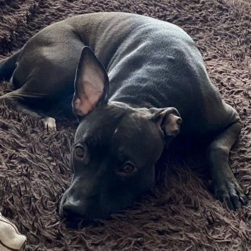 Отдам на передержку