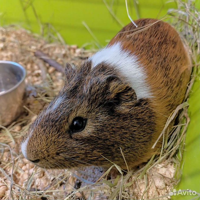 Морская свинка самец