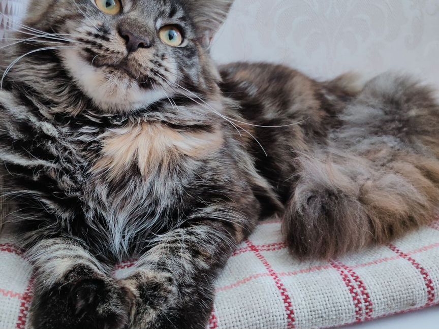 Котята мейн-кун