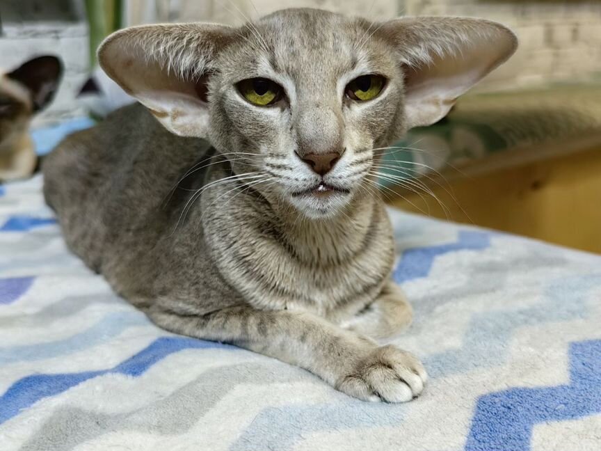 Экстремальная Ориентальная девочка