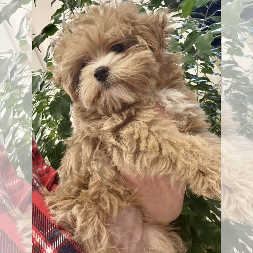 Мальтипу, щенок